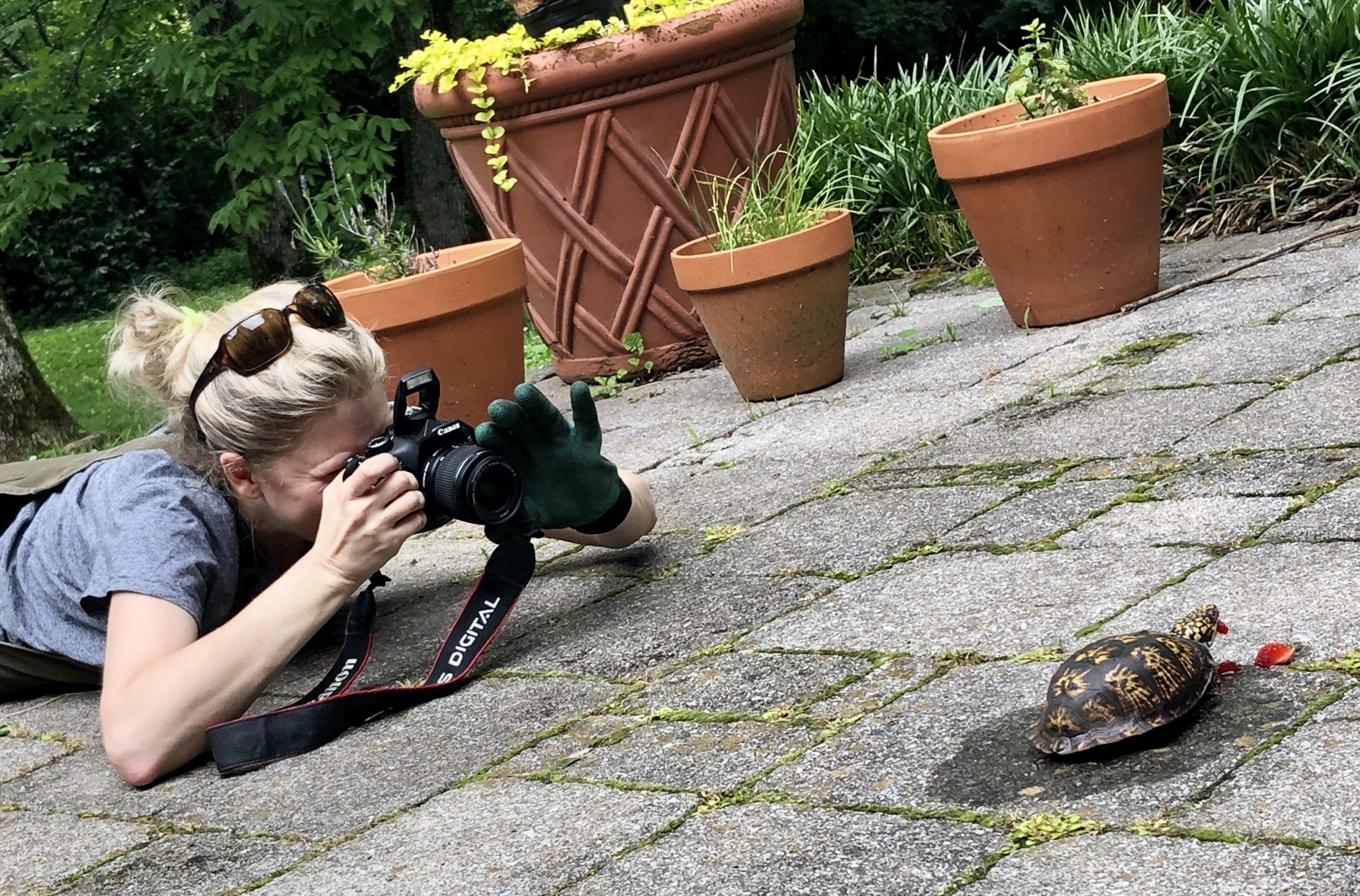 Who Is Frank? (And What’s With the Turtles?) – Mary Laura Philpott