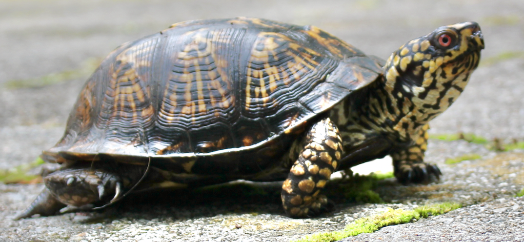 Who Is Frank? (And What’s With the Turtles?) – Mary Laura Philpott